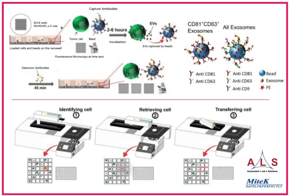 禮文股份有限公司(Mitek Lab Co., Ltd.)